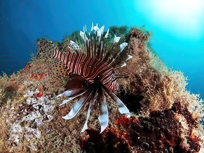 The striking lionfish, both beautiful and invasive, makes its dramatic appearance among the artificial reef structures.