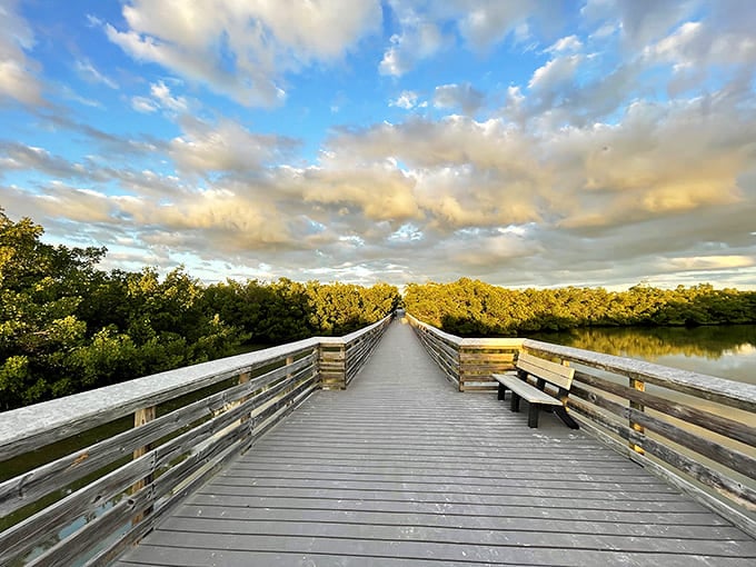 The wooden boardwalk stretches into nature's embrace, inviting explorers to discover what lies beyond the mangrove curtain.