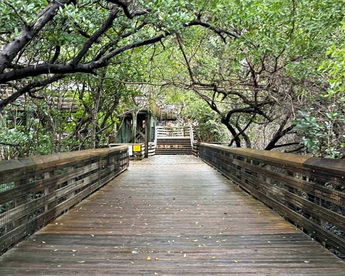 Main Boardwalk: Nature's red carpet stretches before you, inviting exploration while keeping your shoes surprisingly sand-free &ndash; a Florida miracle!