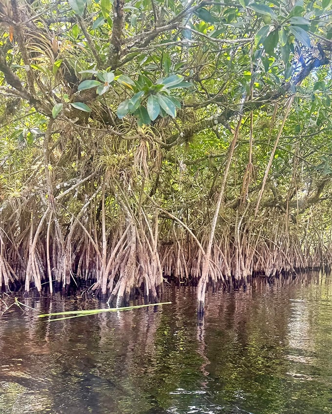 These remarkable living sculptures aren't just beautiful, they're ecosystem engineers, their tangled roots creating nurseries for countless marine species.