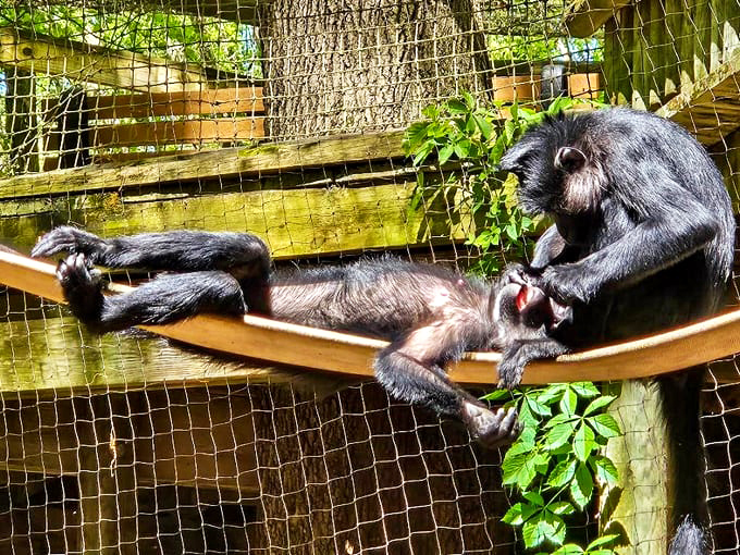 Monkeys demonstrate their remarkable dexterity and family bonds, lounging in hammocks with the casual confidence of creatures who've mastered work-life balance.