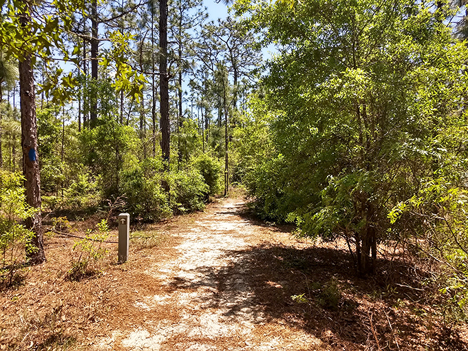 The nature trail winds through a sun-dappled forest, inviting explorers to discover what geological wonders might be hiding around the next bend.
