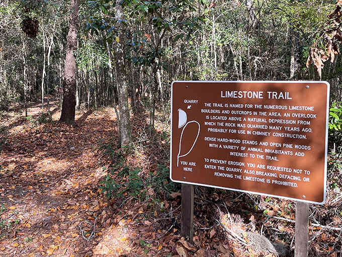 The Limestone Trail sign reveals the geological secrets waiting to be discovered, where ancient marine deposits tell Florida's underwater origin story.