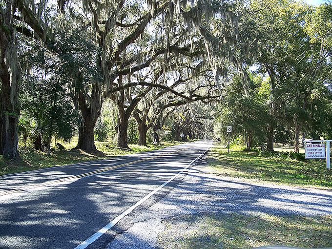 Rural charm meets natural majesty where these grand oaks stand sentinel, their twisted trunks telling stories of generations past.