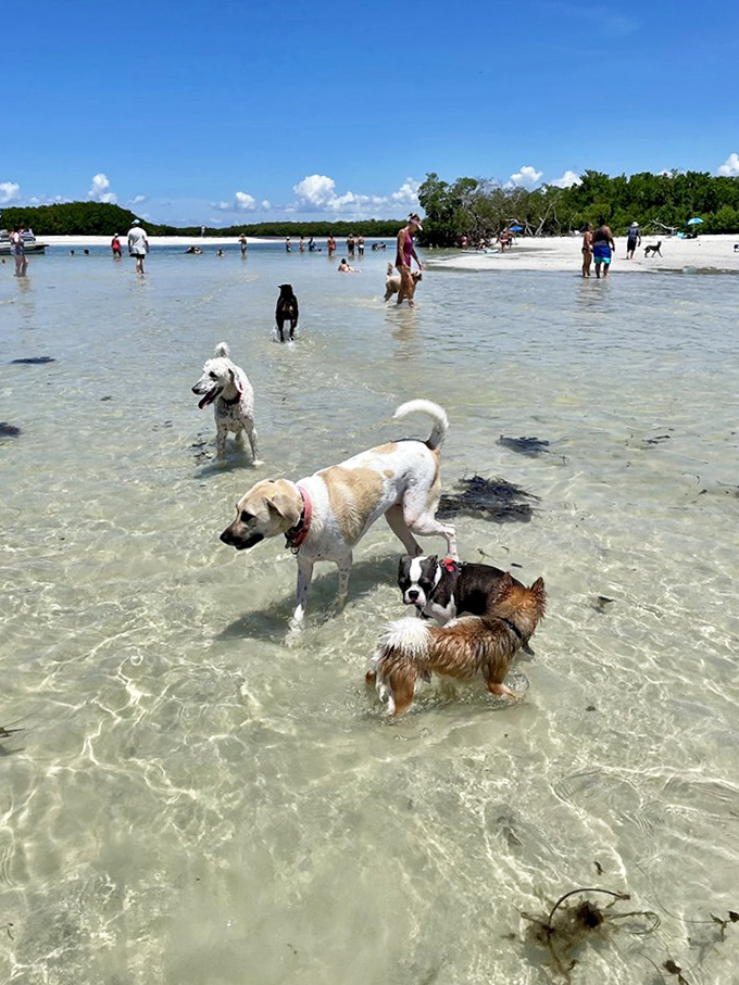 Doggy daycare has nothing on this! Pups of all sizes enjoy the shallow waters while humans wade alongside their four-legged friends.