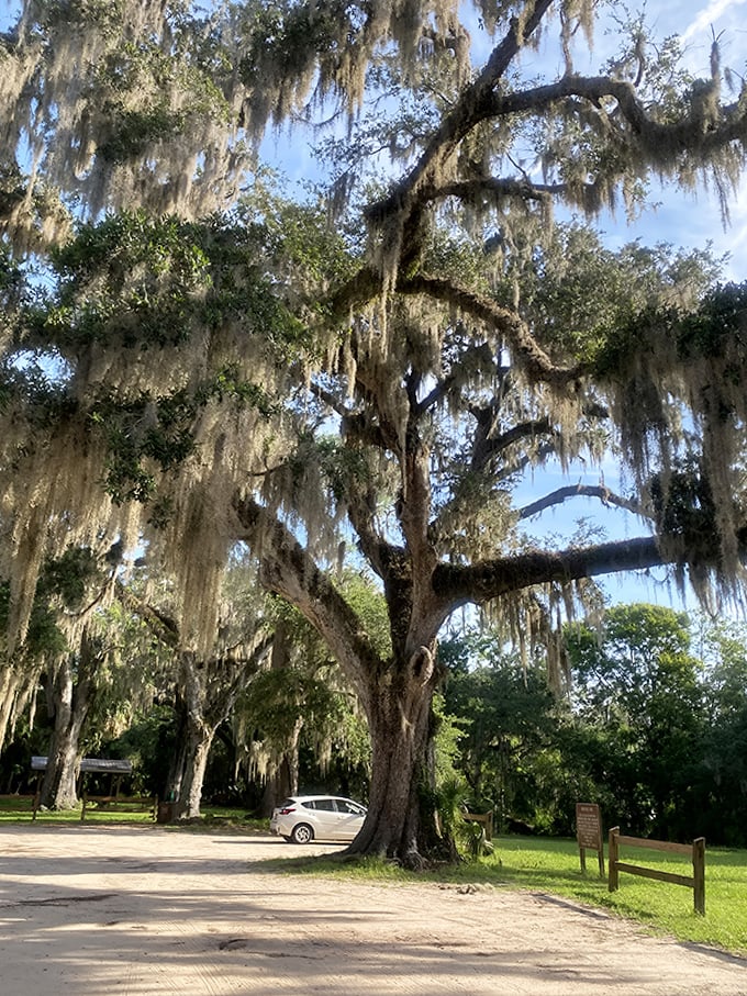 Even the parking area feels magical, with sentinel trees creating a grand entrance worthy of nature's most impressive living museum.