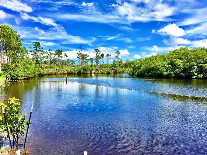 The Loxahatchee River glimmers like liquid amber under Florida's blue skies – Mother Nature showing off her best work without even trying.