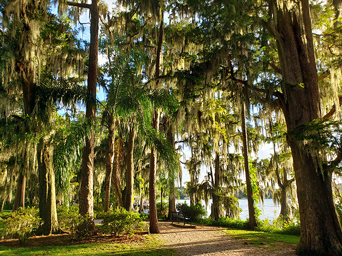 Spanish moss dangles like nature's own party decorations, creating a cathedral-like atmosphere beneath ancient cypress sentinels.
