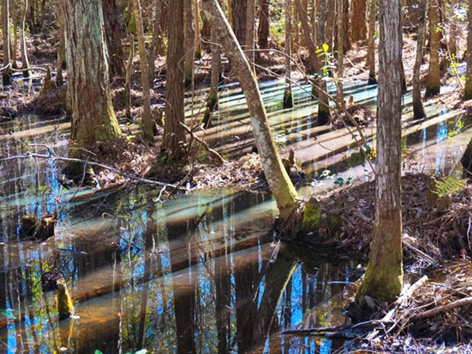 Sunlight filters through the cypress canopy, transforming ordinary swamp water into a painter's dream of swirling colors.