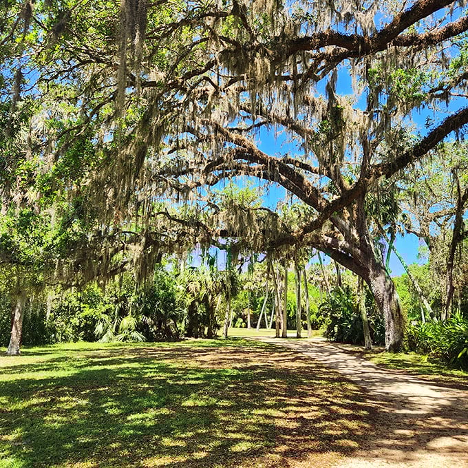 This trail beckons with possibilities &ndash; each step revealing new wonders beneath a canopy of trees that have witnessed centuries pass.
