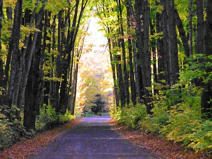 This tree-lined path is basically nature's cathedral, where the only thing you'll hear is birds gossiping and your own footsteps crunching on the trail.