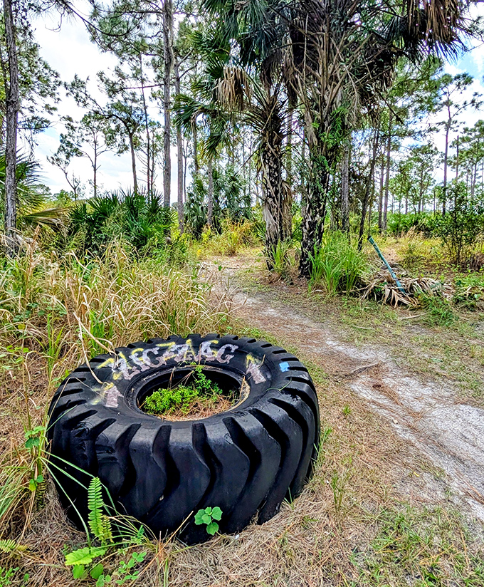 Nature's red carpet treatment: sun-dappled trails where even your fashion-forward sneakers won't complain about the journey.
