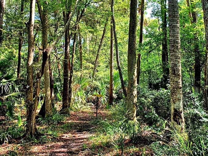 Dappled sunlight creates a natural spotlight on this serene trail, where every step brings new whispers from the maritime forest.