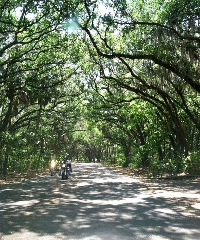 Looking up through nature's skylight, where branches intertwine like old friends catching up after years apart.