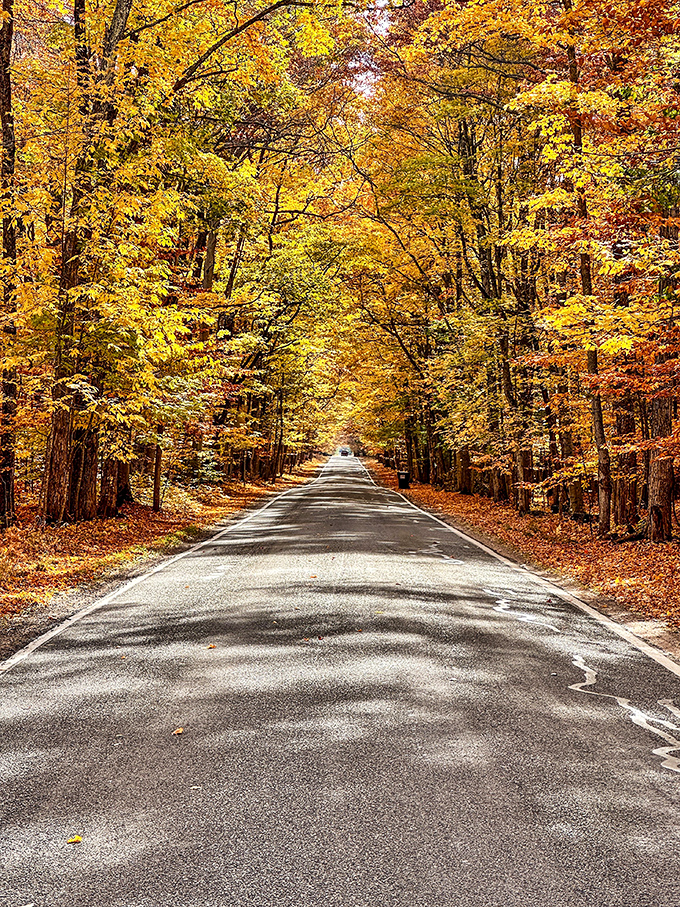 Mother Nature showing off again! This golden corridor feels like driving through a painting where every curve reveals another perfect composition. 