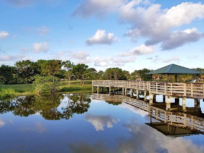The viewing deck offers front-row seats to nature's greatest show, where patient observers are rewarded with performances that never repeat.