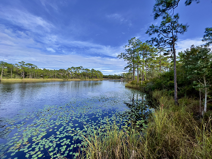 Western Lake offers a serene escape where lily pads dot the water like nature's own connect-the-dots puzzle for adventurous paddleboarders.