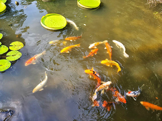 Underwater traffic jam: Colorful koi navigate beneath these massive floating umbrellas like taxis under green skyscrapers.