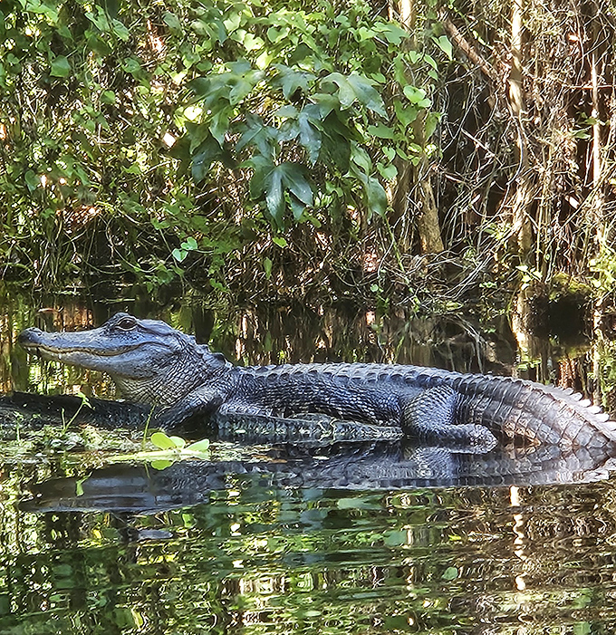 The original Florida resident, sunbathing like he owns the place&mdash;which, technically, he does. Keep a respectful distance from these prehistoric sunbathers.