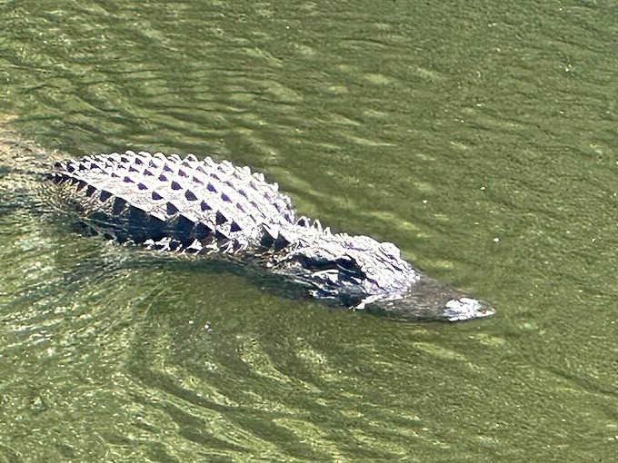 The prehistoric predator glides through green waters with prehistoric patience, reminding visitors who truly rules this watery kingdom.