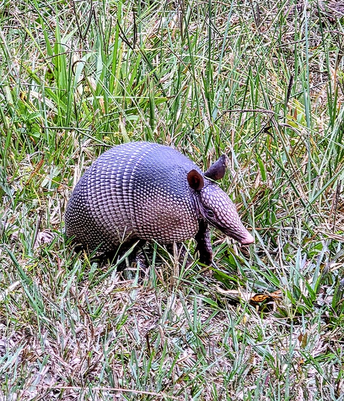 Meet the armored ambassador of O'Leno &ndash; this armadillo doesn't need a park map to find its way around its prehistoric-looking home.