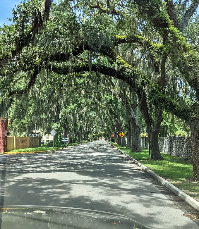 These big oaks aren't just trees &ndash; they're time travelers who've witnessed centuries of St. Augustine history while quietly growing their magnificent canopy overhead.