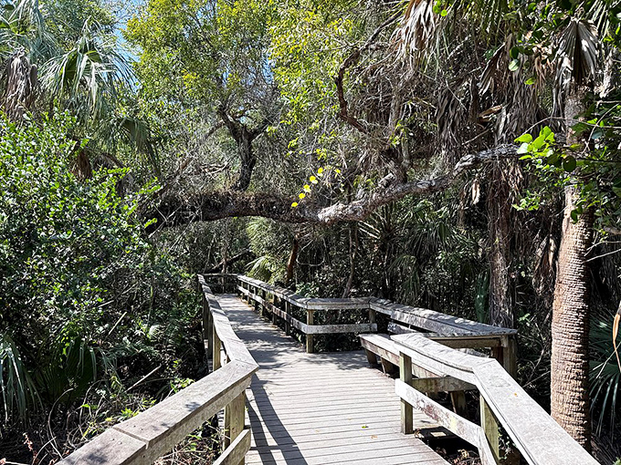 The boardwalk winds through a jungle-like setting, offering safe passage through terrain that would otherwise be inaccessible to most visitors.