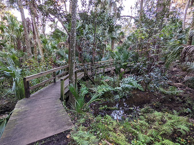 A wooden boardwalk meanders through the lush wetlands, inviting visitors to explore without disturbing the delicate ecosystem.