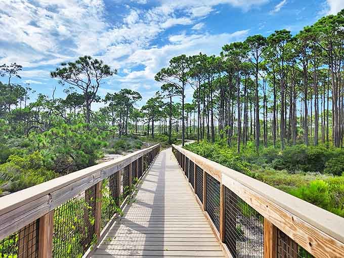 The boardwalk winds through coastal dunes like a wooden invitation to explore, proving that the journey can be just as good as the destination.