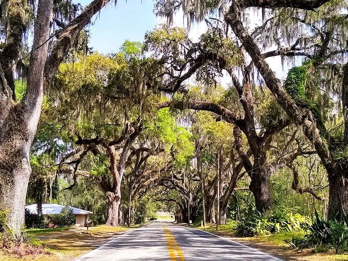 A living tunnel of moss-draped oaks creates the perfect frame for adventures, like nature's own welcoming committee.