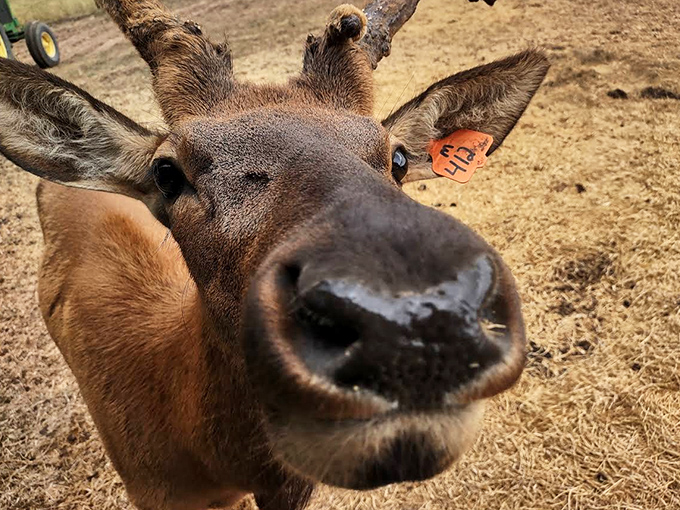 This curious elk offers a close-up that's both intimidating and adorable – like meeting a celebrity who's surprisingly down-to-earth despite the impressive headgear.