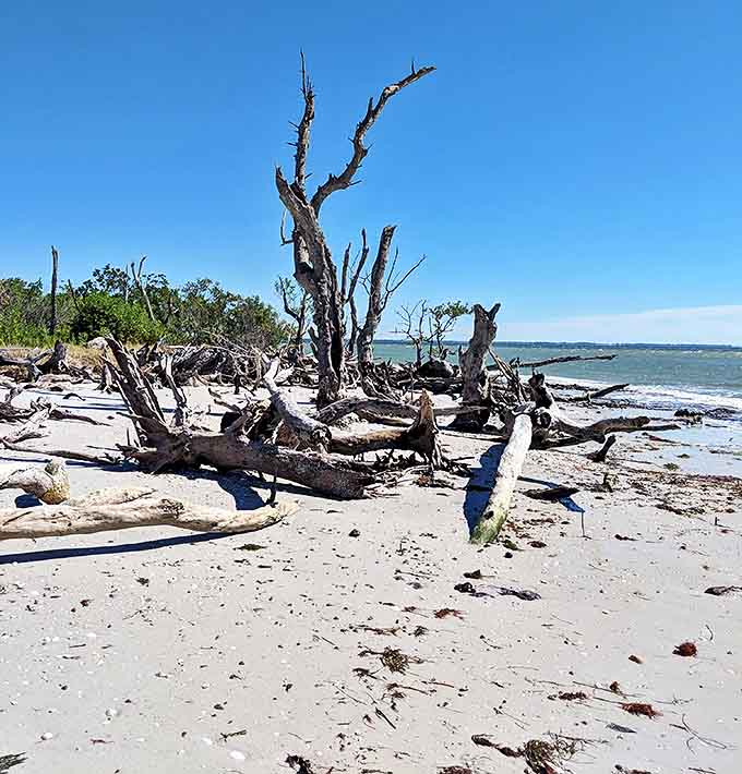 Nature's sculpture garden: Weathered driftwood creates an artistic landscape against the backdrop of gentle waves.