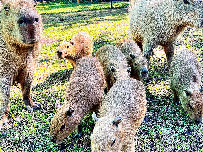 The capybara family gathering looks like they're posing for their annual holiday card &ndash; "Seasons Greetings from the Rodent Side of Town!"
