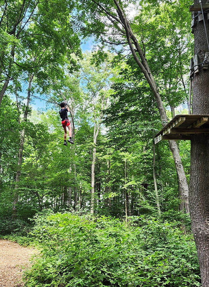 Nature's perfect playground awaits as sunlight filters through the lush canopy, creating a dappled wonderland for aerial explorers.
