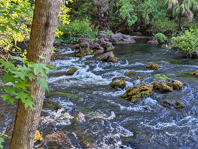 Florida's rare rapids provide a frothy spectacle that seems imported from up north. Who ordered the mini-Colorado experience?