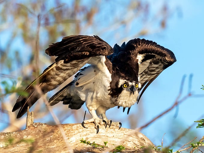 With wings spread wide and talons at the ready, this osprey prepares for liftoff after surveying its watery domain.