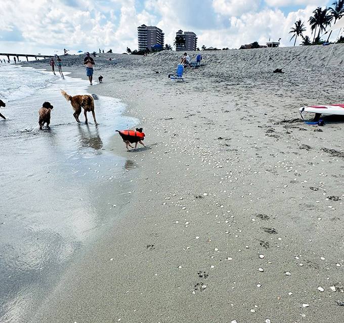 Dogs of all sizes find their happy place where sand meets surf, creating a canine social club with membership open to all.