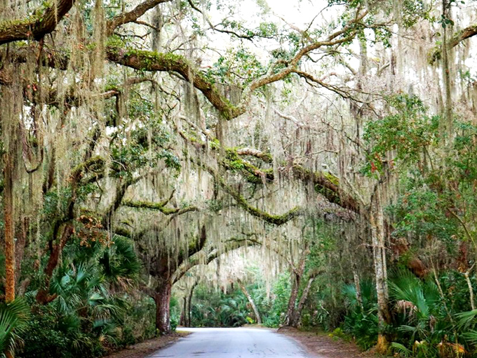 Spanish moss dangles like nature's own decorations, transforming this simple drive into a journey through a living fairytale.