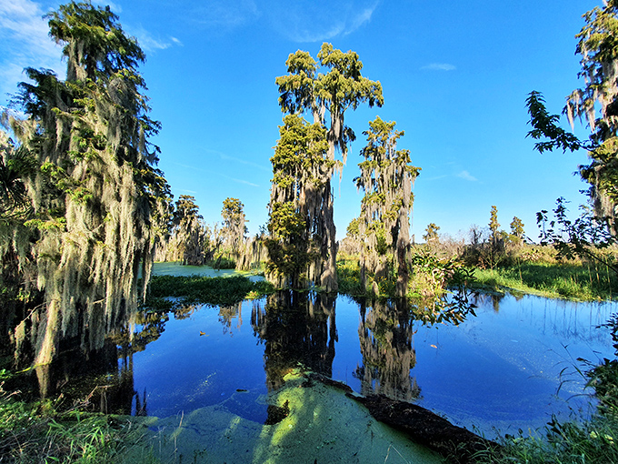 Cypress trees stand like ancient sentinels in this tranquil swamp scene, their reflections creating perfect mirror images in still waters.