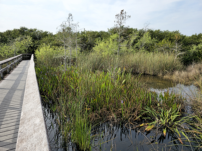 Nature's infinity pool: where marsh grasses part to reveal mirror-like waters that perfectly capture Florida's famously dramatic cloud formations.