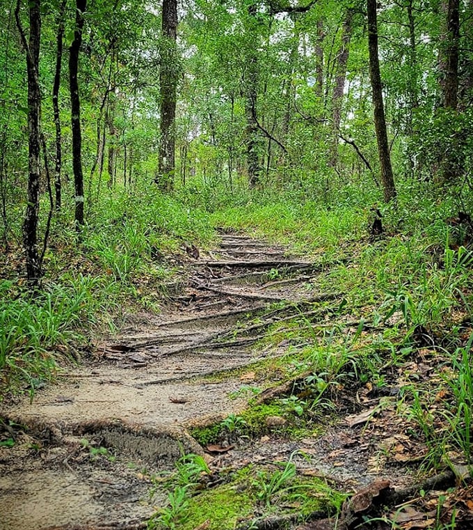 Nature's staircase: Roots and earth form natural steps along this winding trail through Leon Sinks' verdant forest.