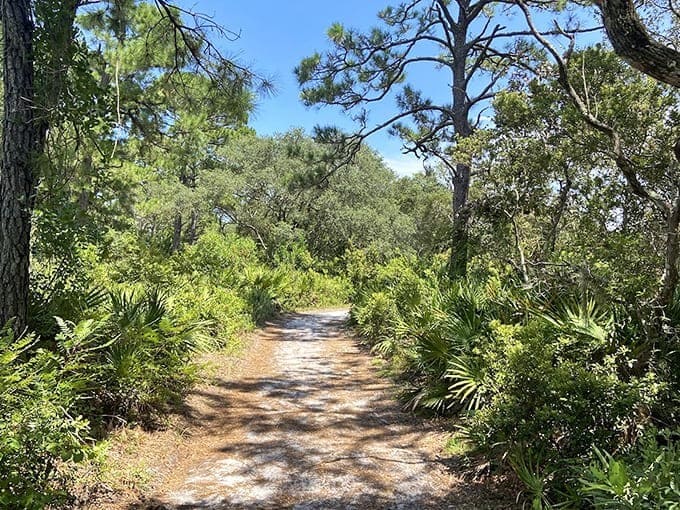 Sunlight dapples this tranquil trail through maritime forest, where palmettos and pines create nature's perfect corridor.