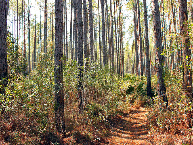 Cathedral of pines: Sunlight filters through towering trunks, creating nature's own stained glass effect on the forest floor.