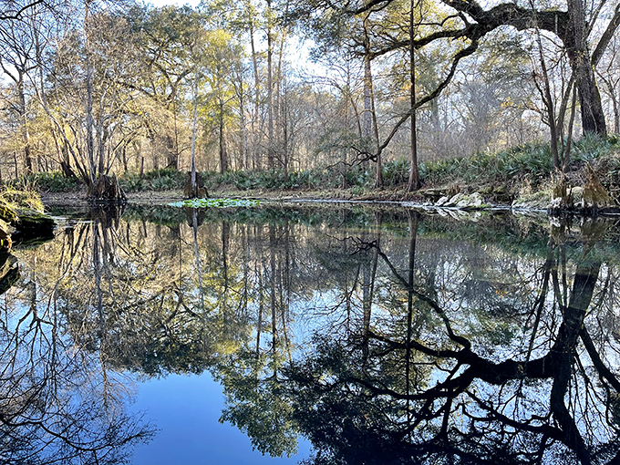 Mirror, mirror in the woods &ndash; perfect reflections create optical illusions that make you question which way is up.