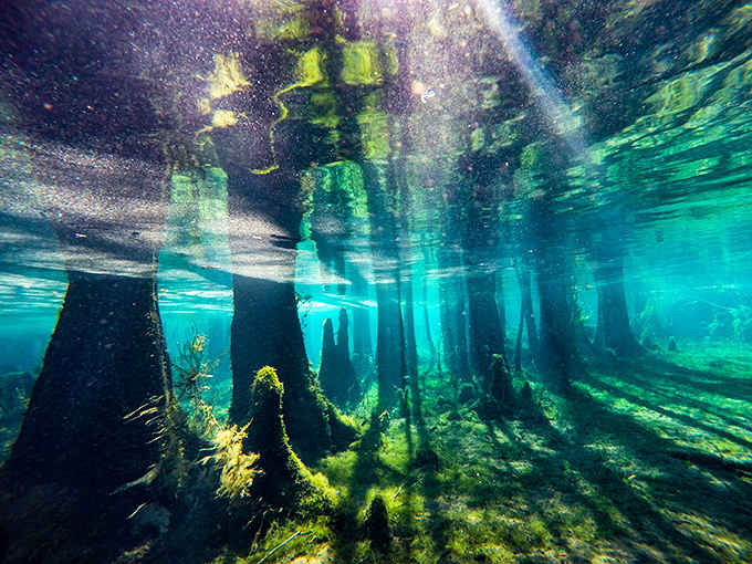 Beneath the surface lies another world entirely – a submerged forest where sunlight dances through crystal waters, creating nature's own light show.