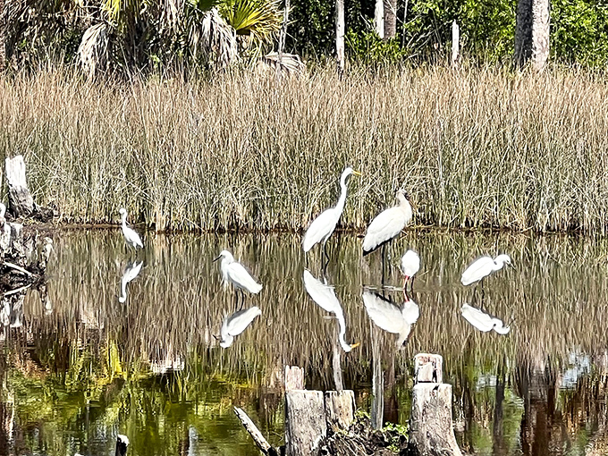 A gathering of elegant white herons creates a living painting against the water, their reflections doubling the visual feast.