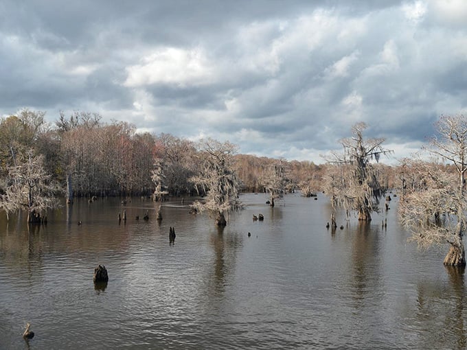 Misty morning magic: skeletal trees emerge from the fog like apparitions, creating an ethereal landscape photographers dream about.