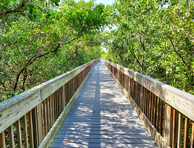 Sunlight dapples this wooden boardwalk stretching through Weedon Island's lush greenery &ndash; like walking through a living postcard.
