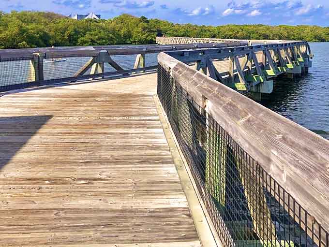 The boardwalk stretches like a wooden ribbon through mangrove forests, each plank a step further from civilization's grip.