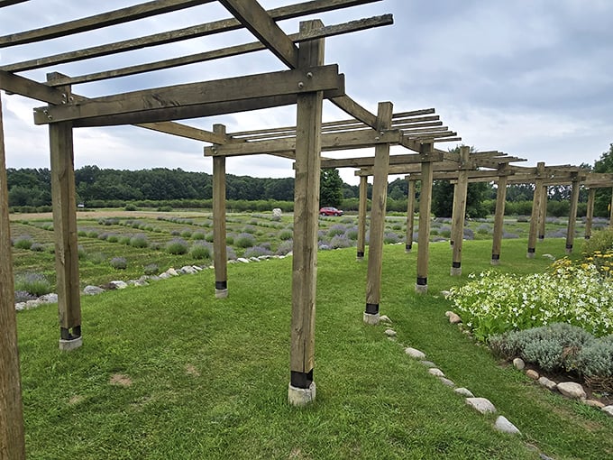 Rustic wooden pergolas frame the labyrinth like a crown, offering structure to this living masterpiece of purple perfection.